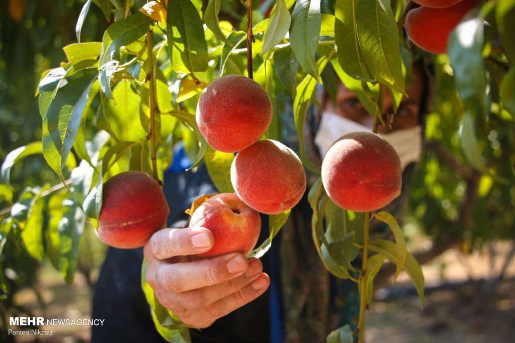 Harvesting of tree crops in "Shalil" city, Ardabil province - Aseman ...